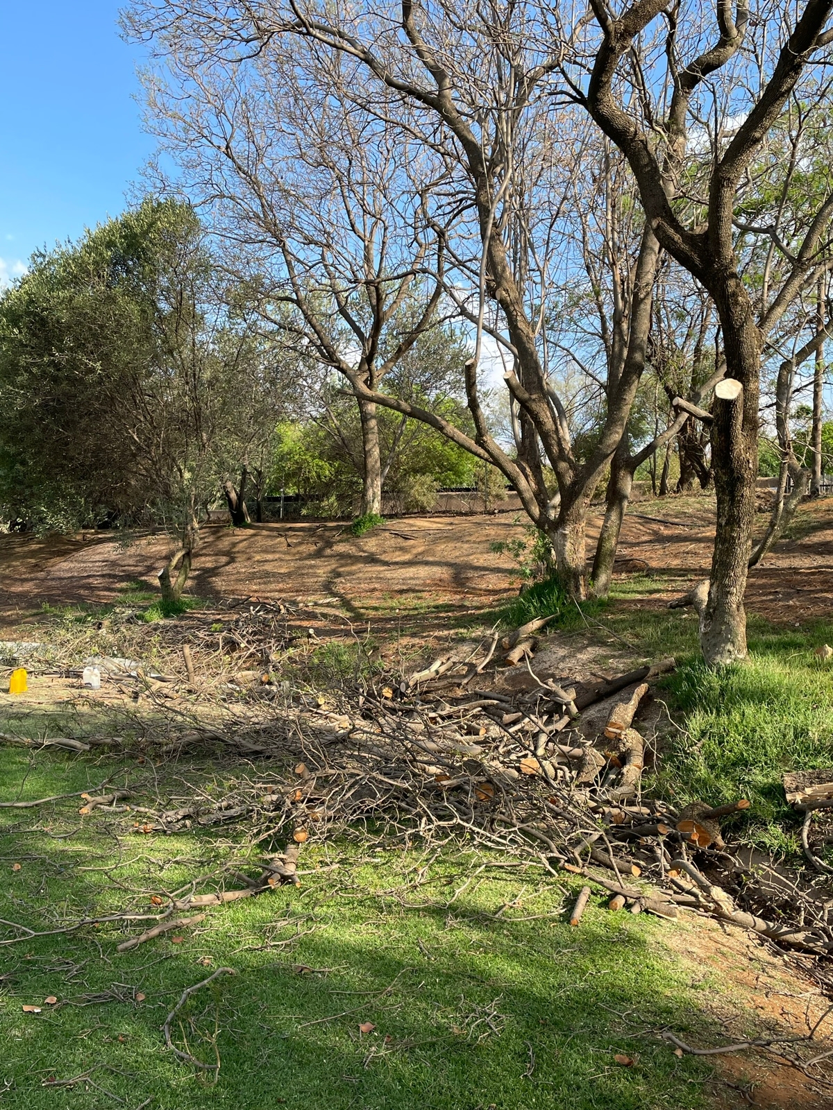 Tree Felling Pretoria East Expert | Tree Service Pretoria East Call ...