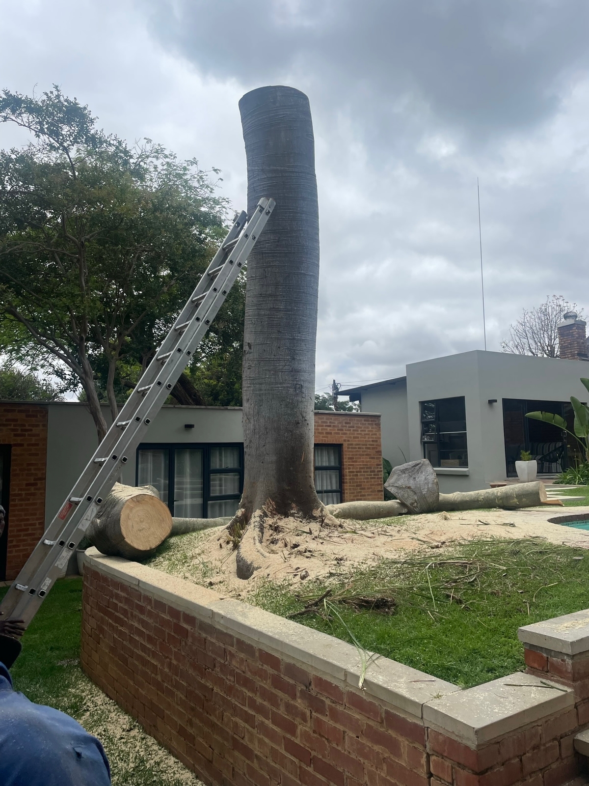 Tree Felling Pretoria East Expert | Tree Service Pretoria East Call ...